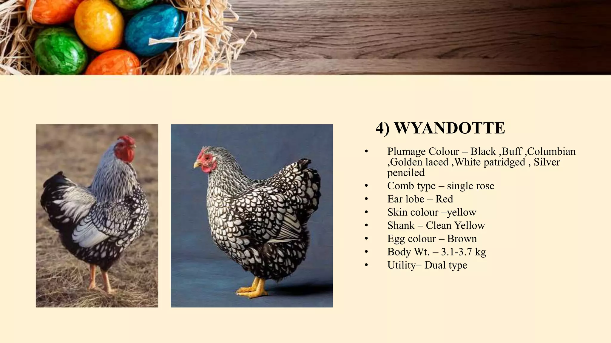 MORPHOLOGICAL DESCRIPTION OF COMMON EXOTIC CHICKEN BREEDS | PPTX ...