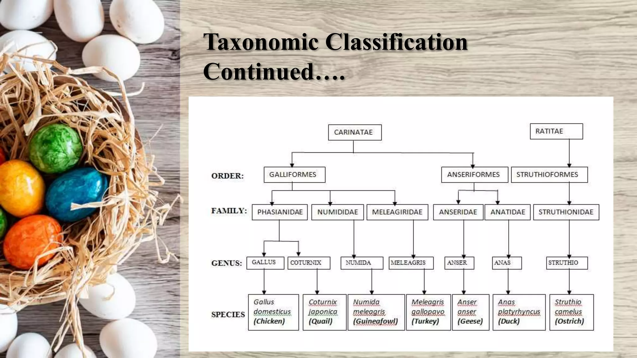 MORPHOLOGICAL DESCRIPTION OF COMMON EXOTIC CHICKEN BREEDS | PPTX | Birdwatching | Hobbies ...