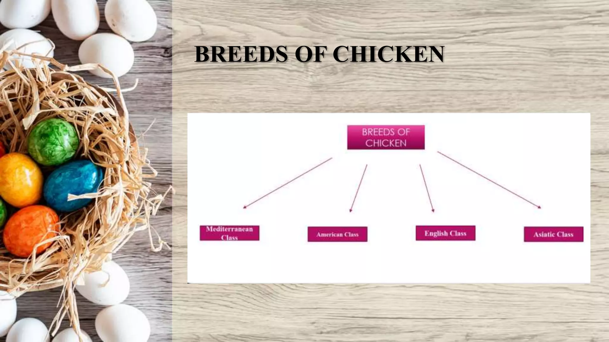 MORPHOLOGICAL DESCRIPTION OF COMMON EXOTIC CHICKEN BREEDS | PPTX ...