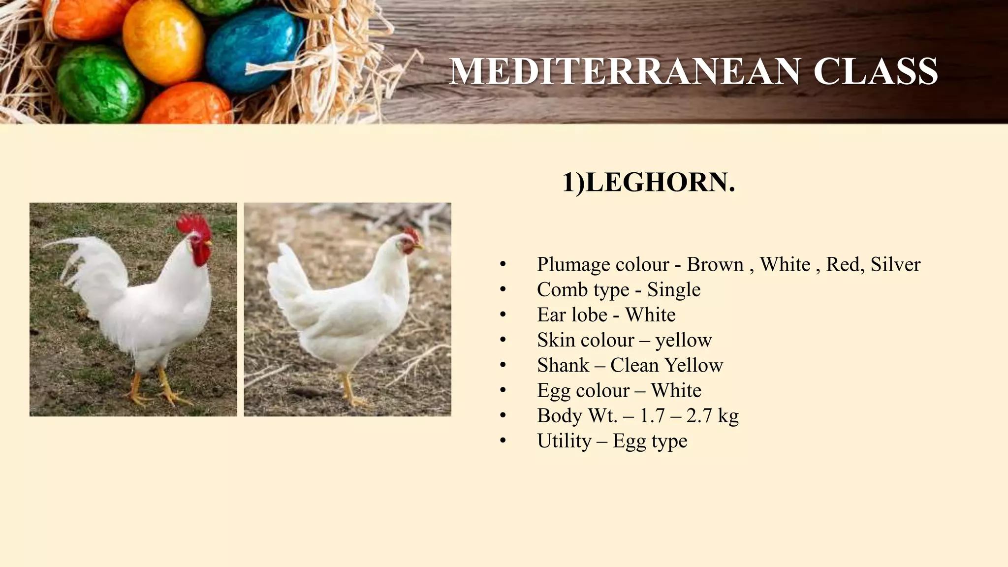 MORPHOLOGICAL DESCRIPTION OF COMMON EXOTIC CHICKEN BREEDS | PPTX ...