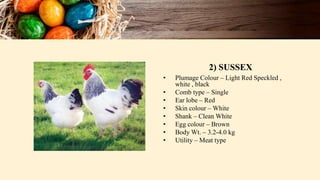 MORPHOLOGICAL DESCRIPTION OF COMMON EXOTIC CHICKEN BREEDS | PPTX