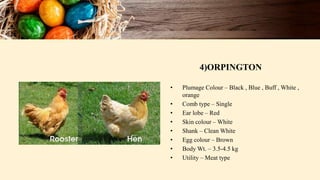 MORPHOLOGICAL DESCRIPTION OF COMMON EXOTIC CHICKEN BREEDS | PPTX
