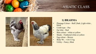 MORPHOLOGICAL DESCRIPTION OF COMMON EXOTIC CHICKEN BREEDS | PPTX