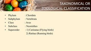 MORPHOLOGICAL DESCRIPTION OF COMMON EXOTIC CHICKEN BREEDS | PPTX ...