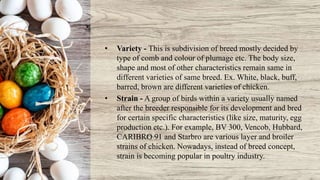 MORPHOLOGICAL DESCRIPTION OF COMMON EXOTIC CHICKEN BREEDS | PPTX ...