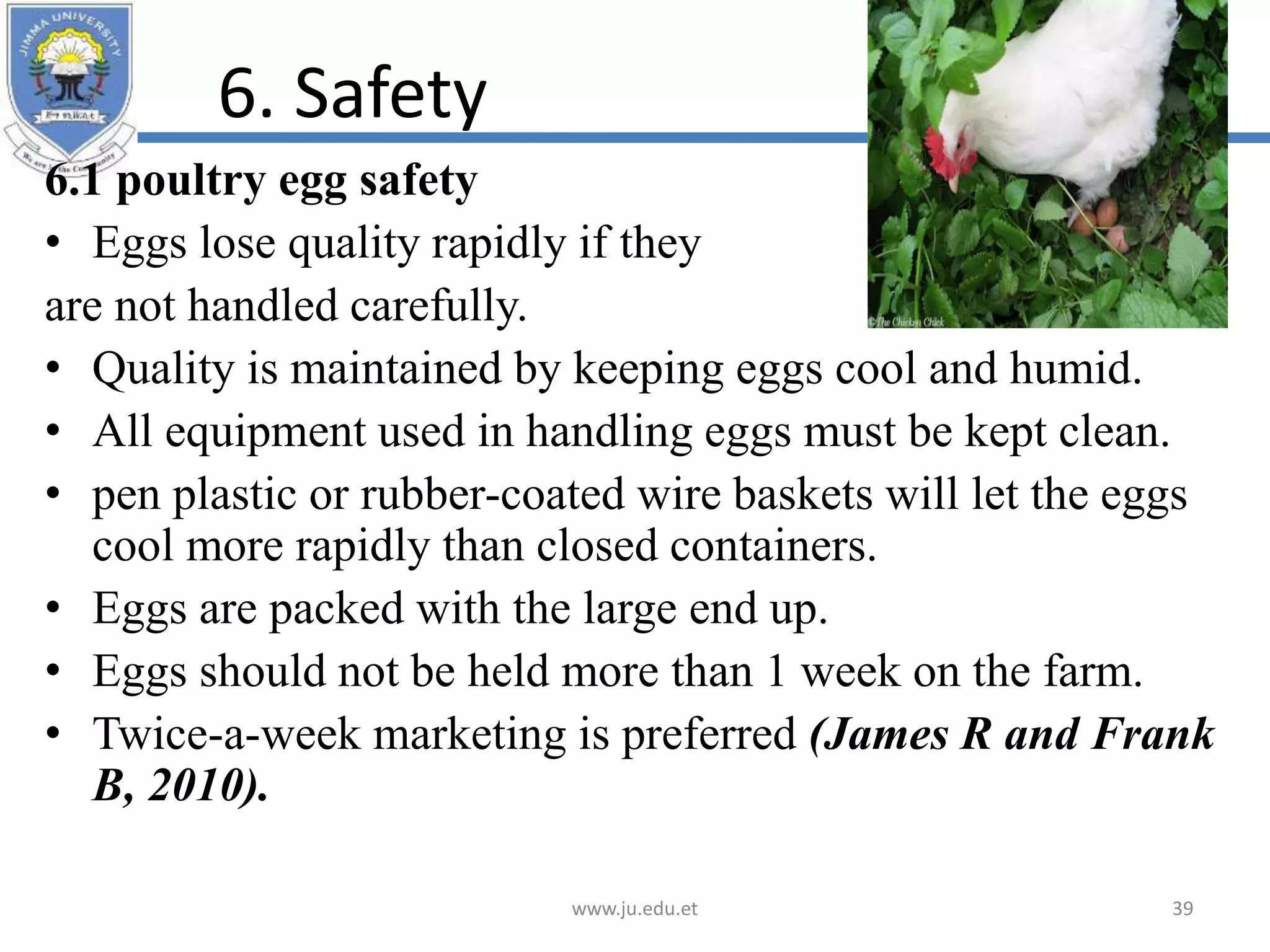poultry ppt.pptx