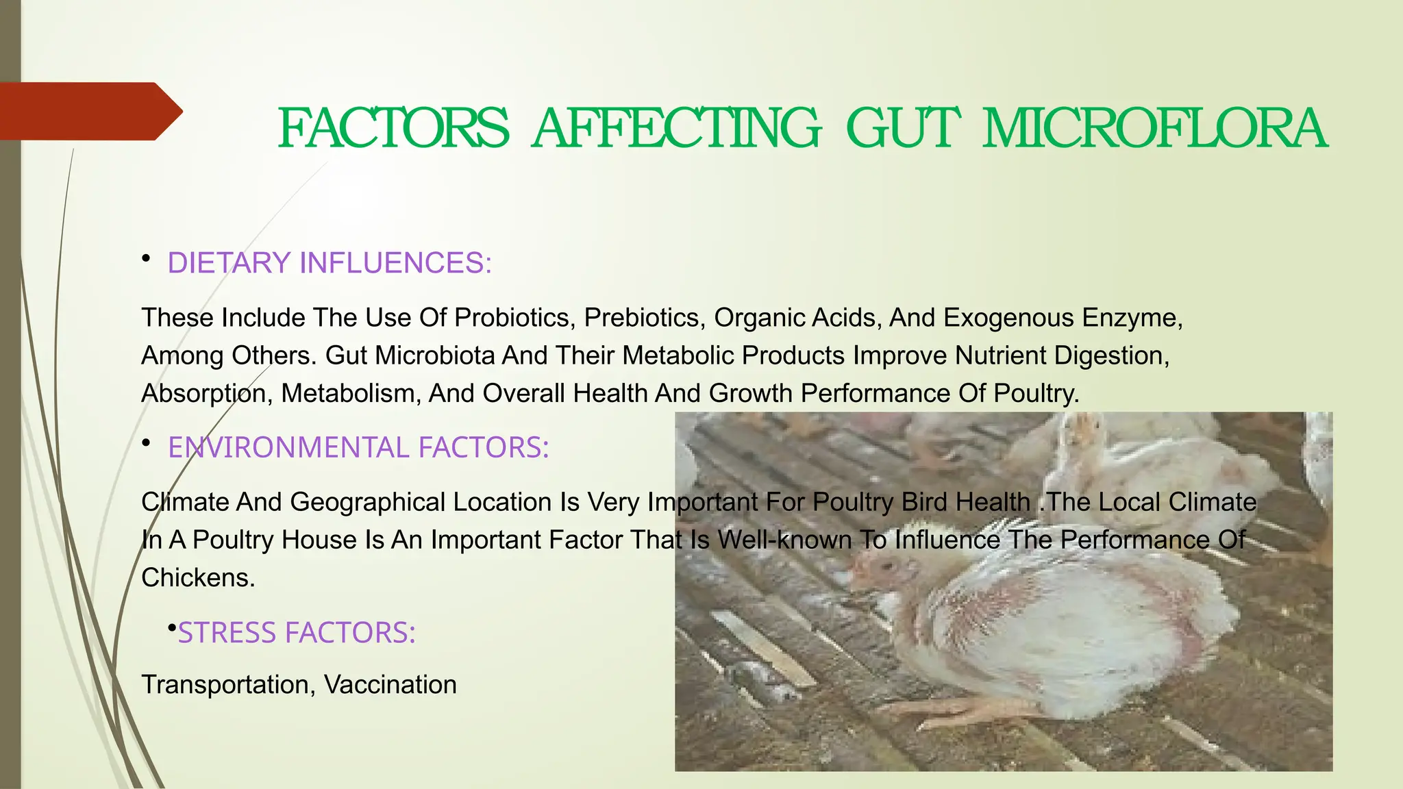 Animal Husbandry and dairy science Poultry PPT 5.pptx