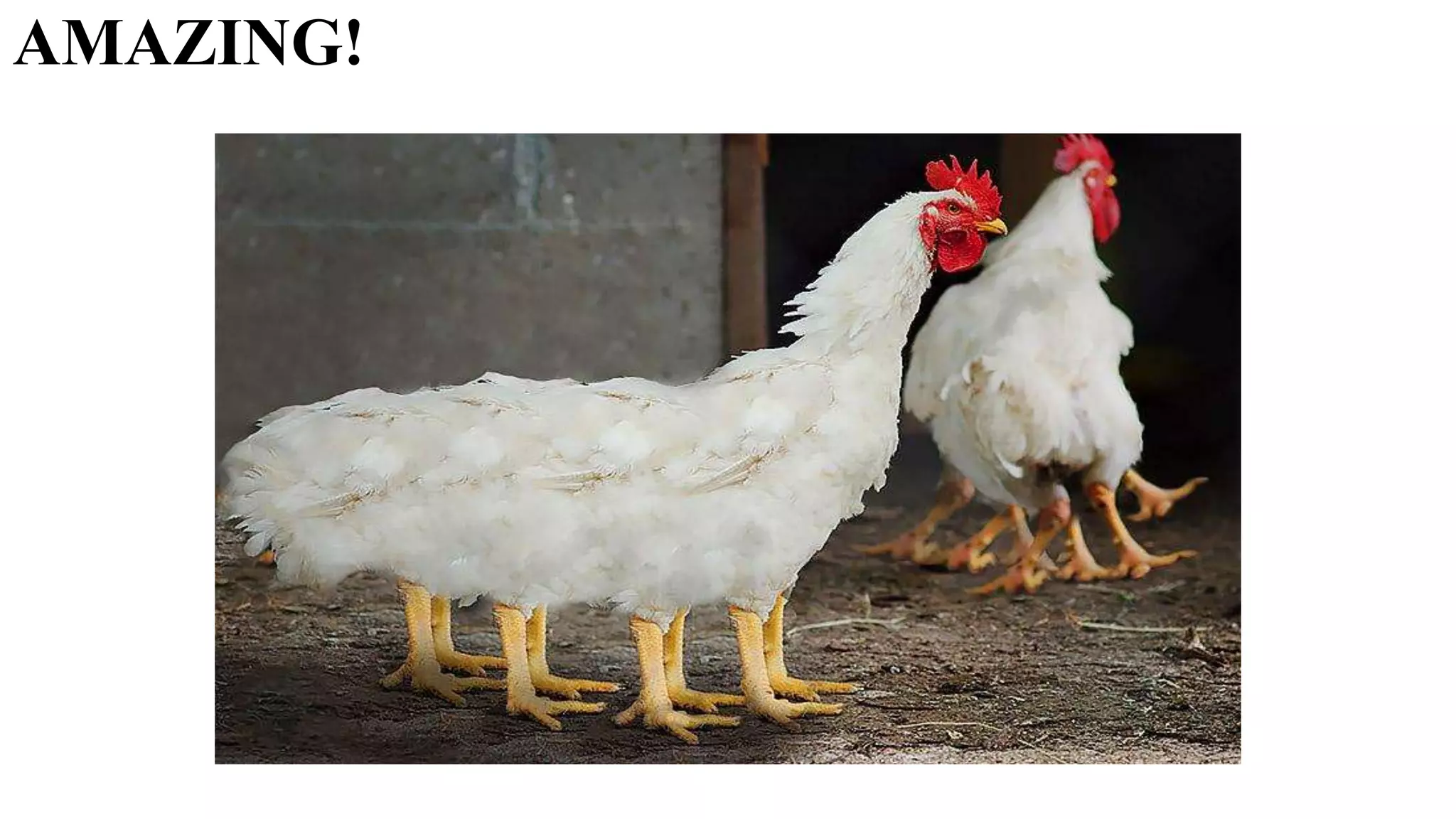 pathology of vitamin A deficiency in poultry | PPTX