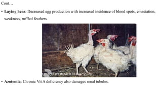 pathology of vitamin A deficiency in poultry | PPT