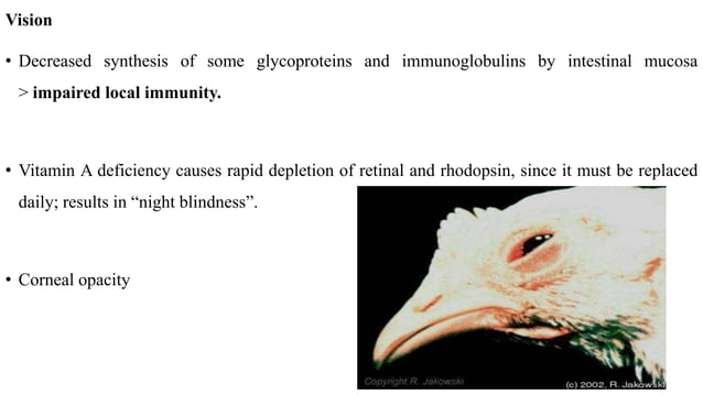 pathology of vitamin A deficiency in poultry | PPTX | Ear, Nose and ...