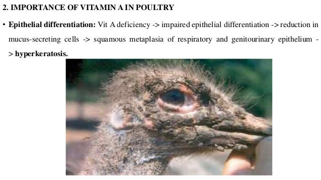 pathology of vitamin A deficiency in poultry