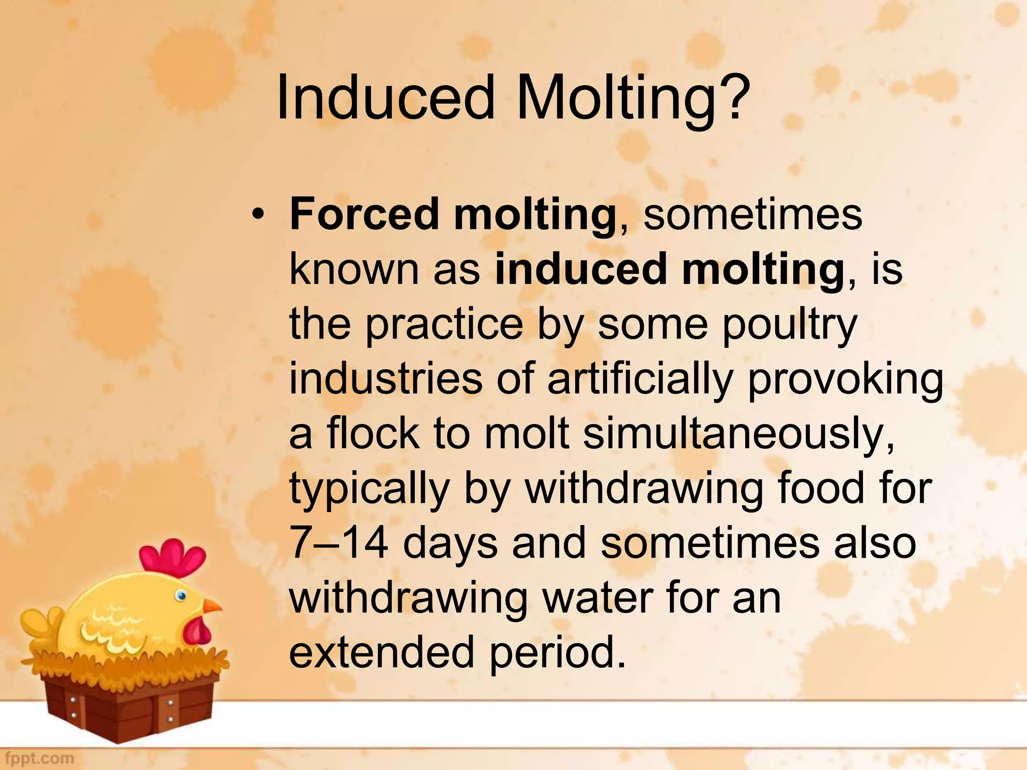 induced molting in broiler breeder | PPTX