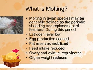induced molting in broiler breeder | PPTX