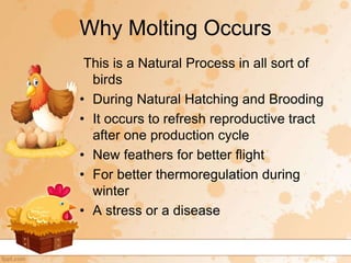 induced molting in broiler breeder | PPTX