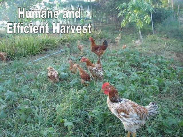 Poultry processing | PPT