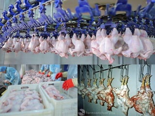 Poultry processing | PPTX