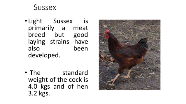 Poultry production | PPT