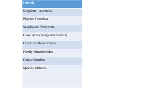 Poultry production | PPT
