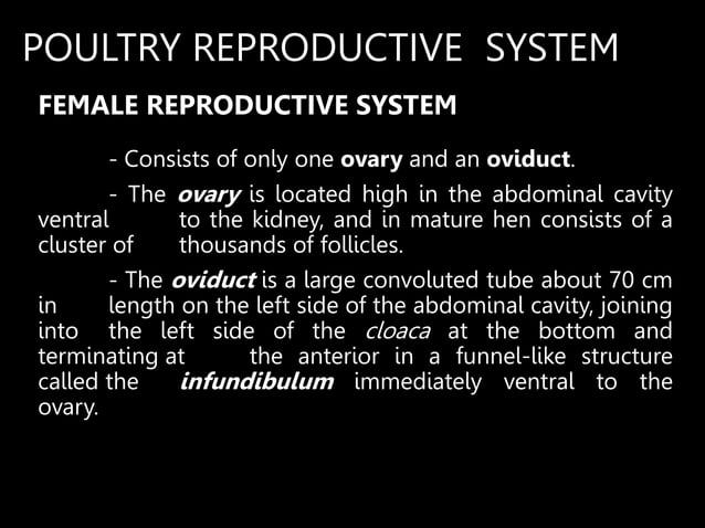 POULTRY_PRODUCTION1.pptx