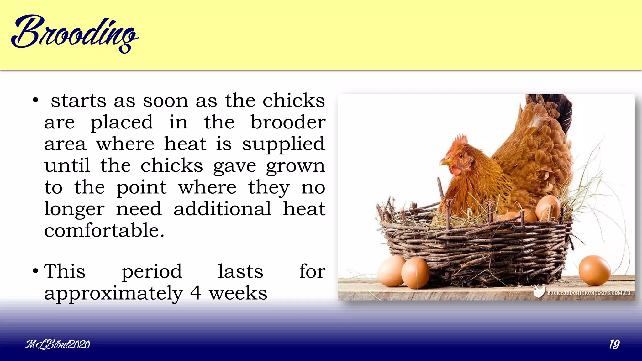 Poultry production management | PDF