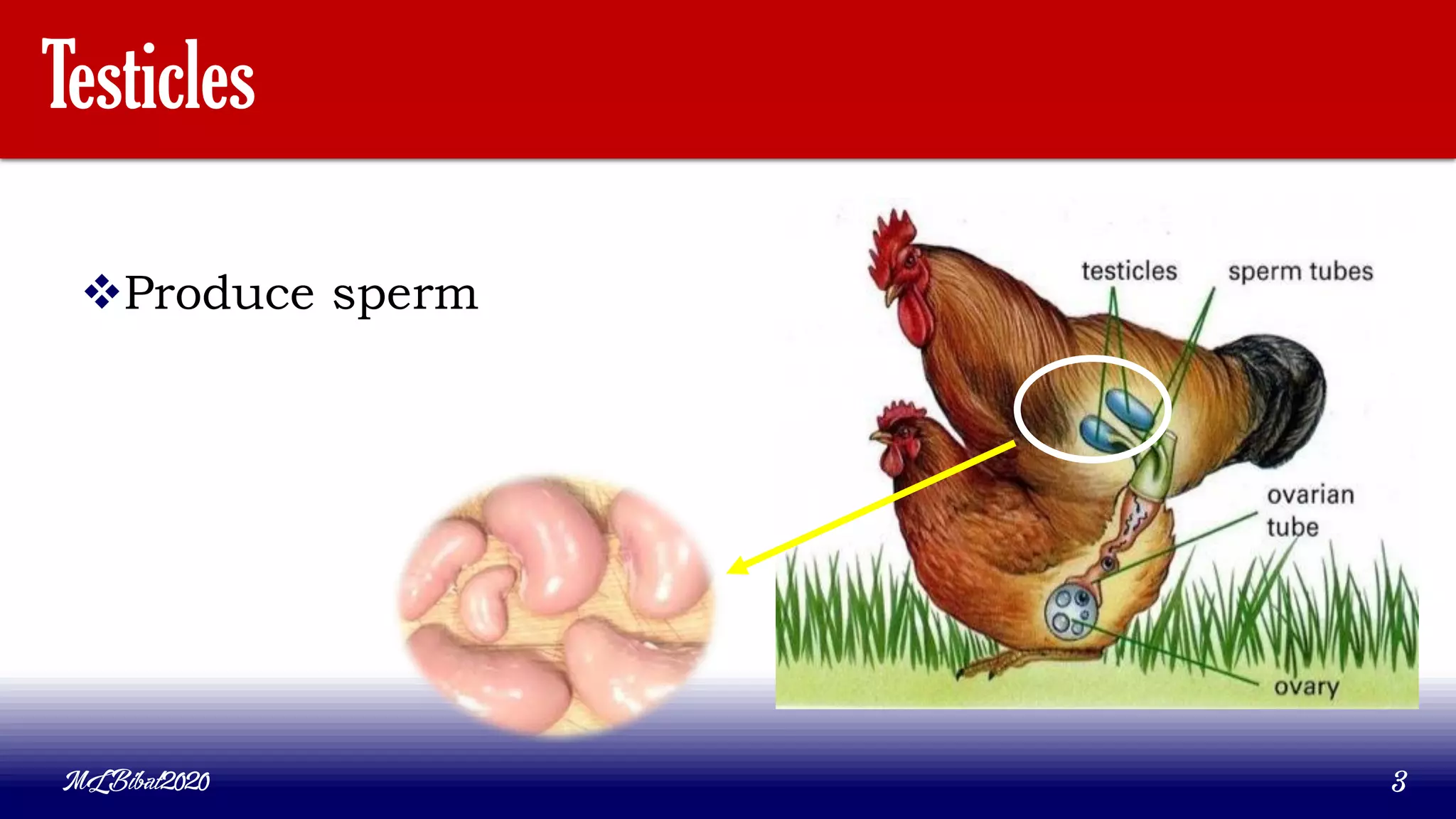 Poultry production management | PDF