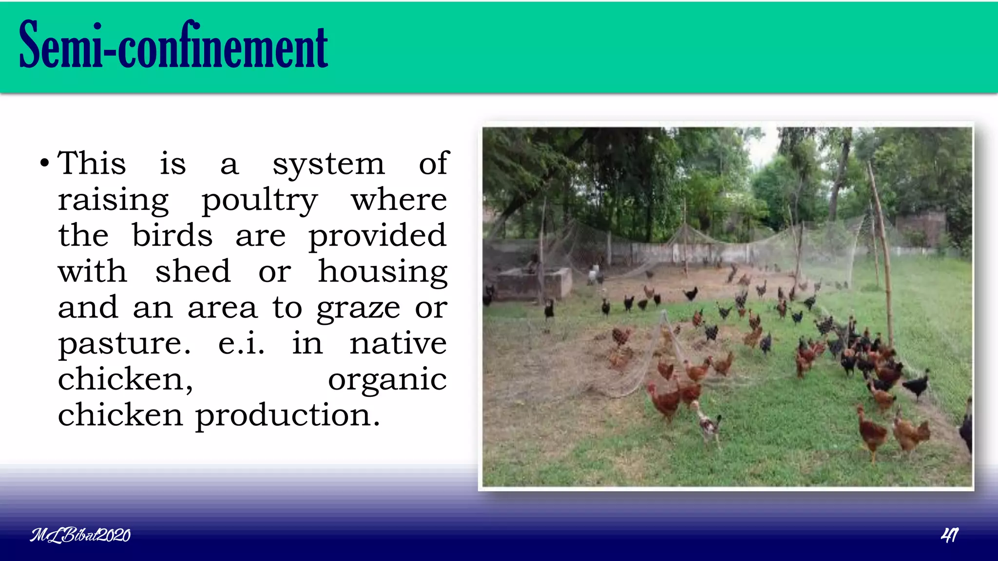 Poultry production management | PDF