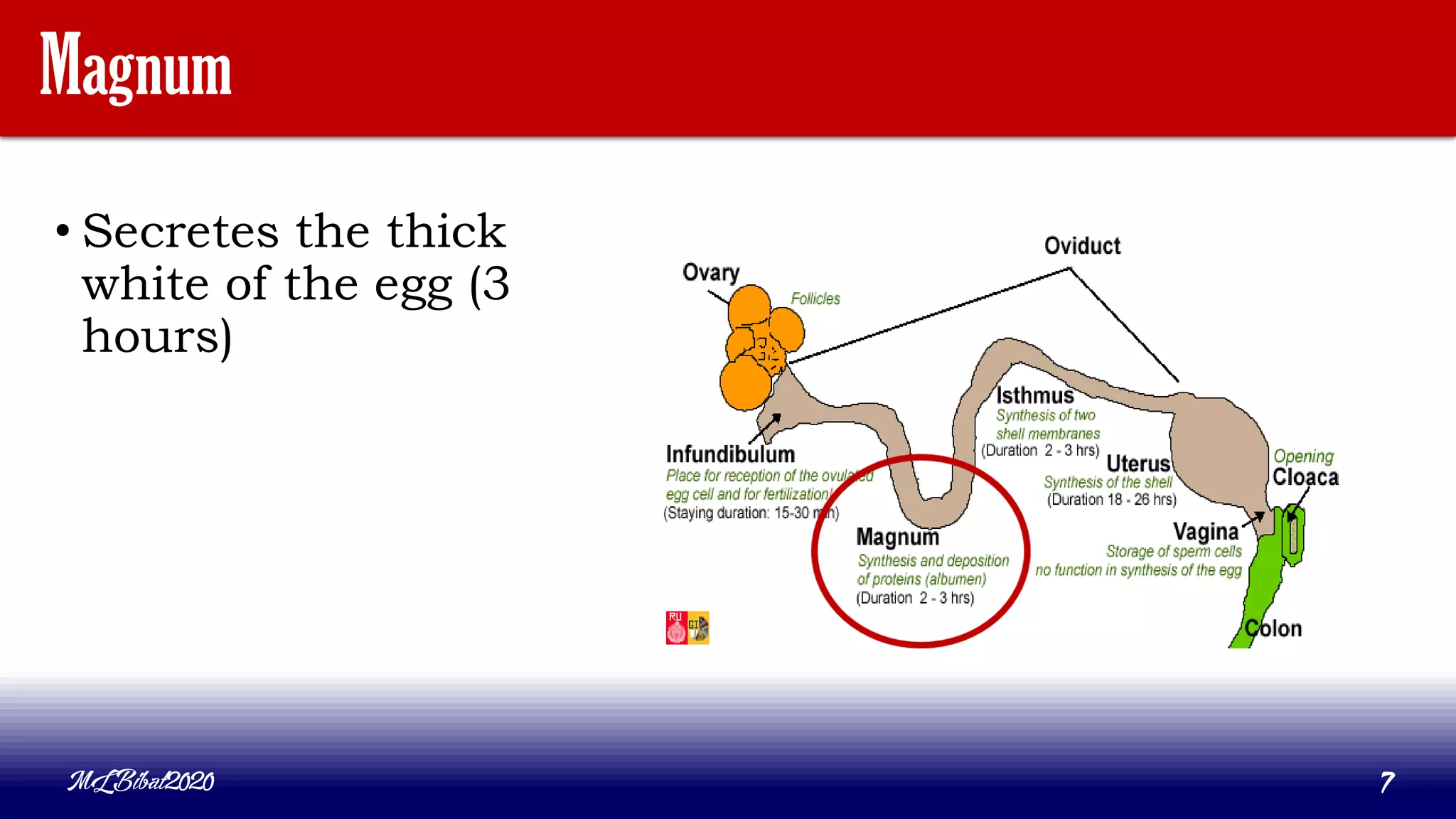 Poultry production management | PDF