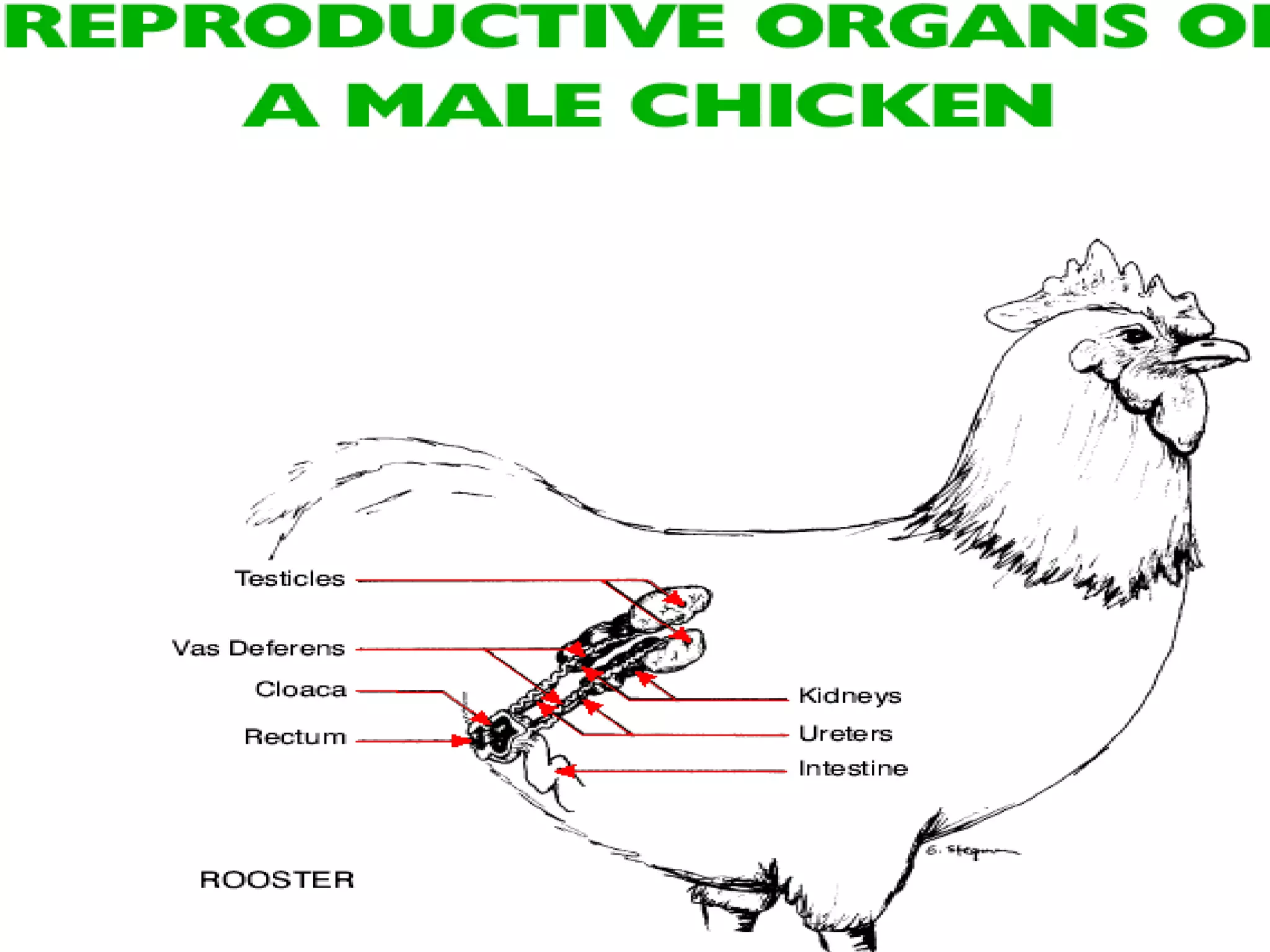 Poultry reproduction | PPT