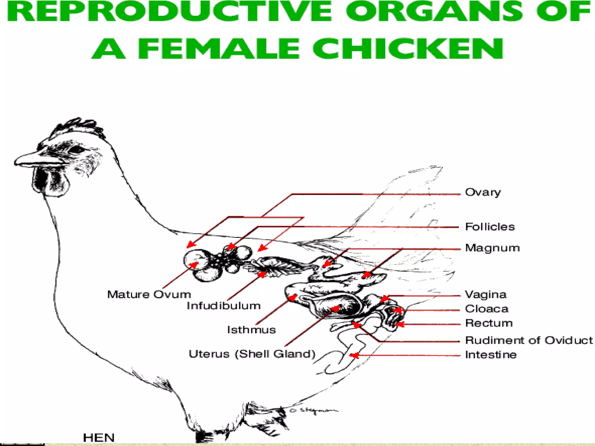 Poultry reproduction | PPT