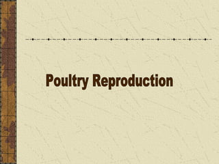 Poultry reproduction | PPT