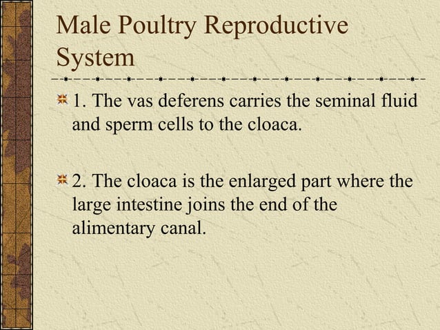 Poultry reproduction | PPT | Infertility | Reproductive Health