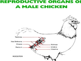 Poultry reproduction | PPT