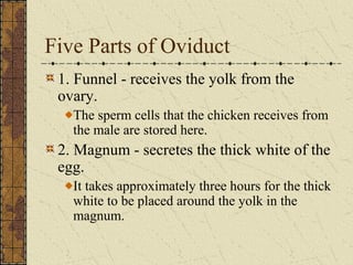 Poultry reproduction | PPT