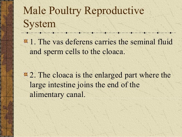Poultry reproduction