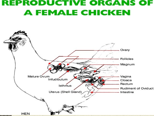 Poultry reproduction