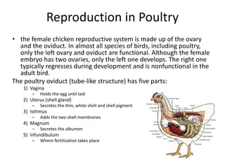 poultry reproduction.pdf nggffffgui8y7vvhvhvccm | PDF
