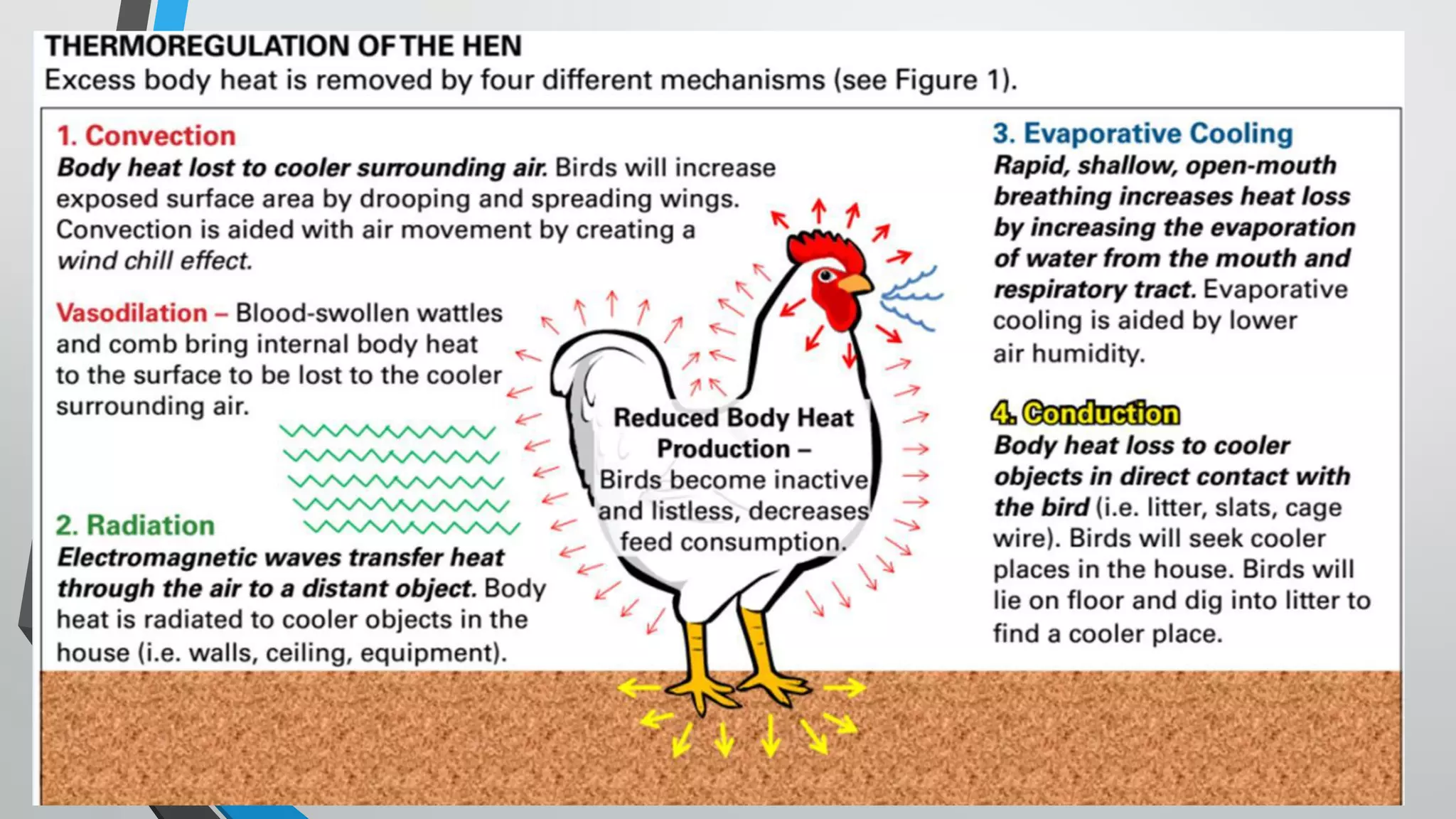 Poultry response, behavior and thermoregulation under heat stress | PDF