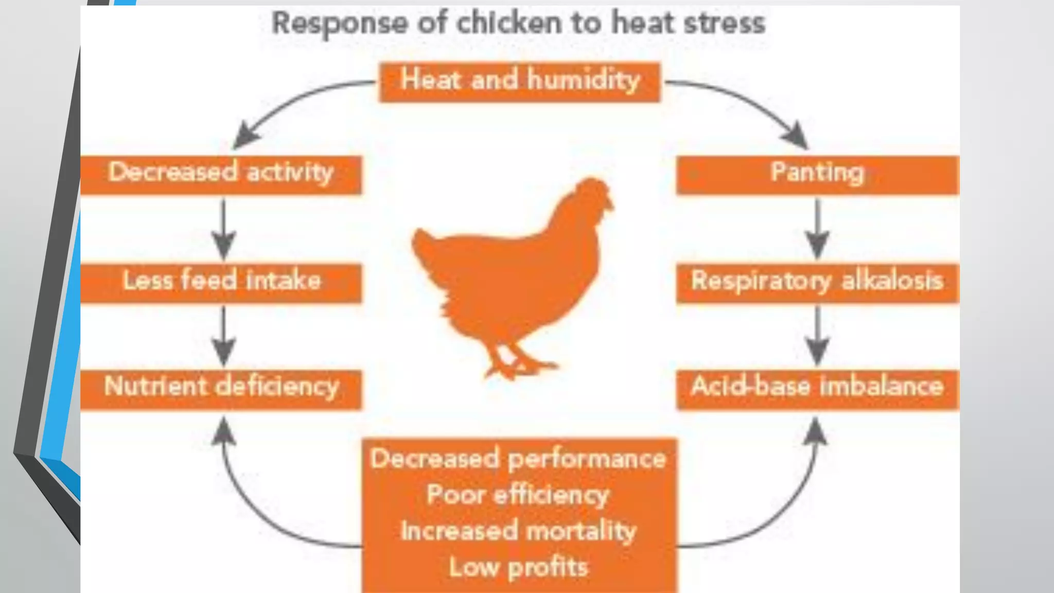 Poultry response, behavior and thermoregulation under heat stress | PDF