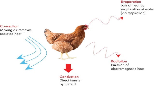 Poultry response, behavior and thermoregulation under heat stress | PDF