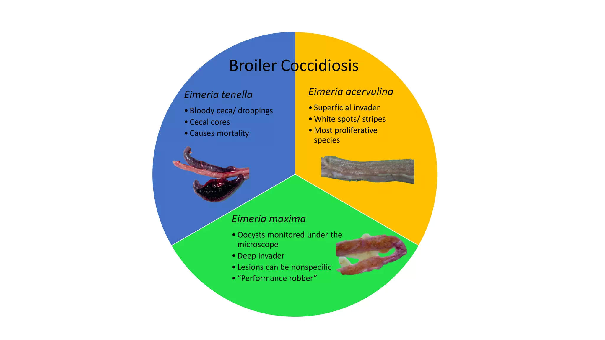 Poultry Sales Tool v1_gh.pdf