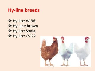 poultry sector in Srilanka | PPTX