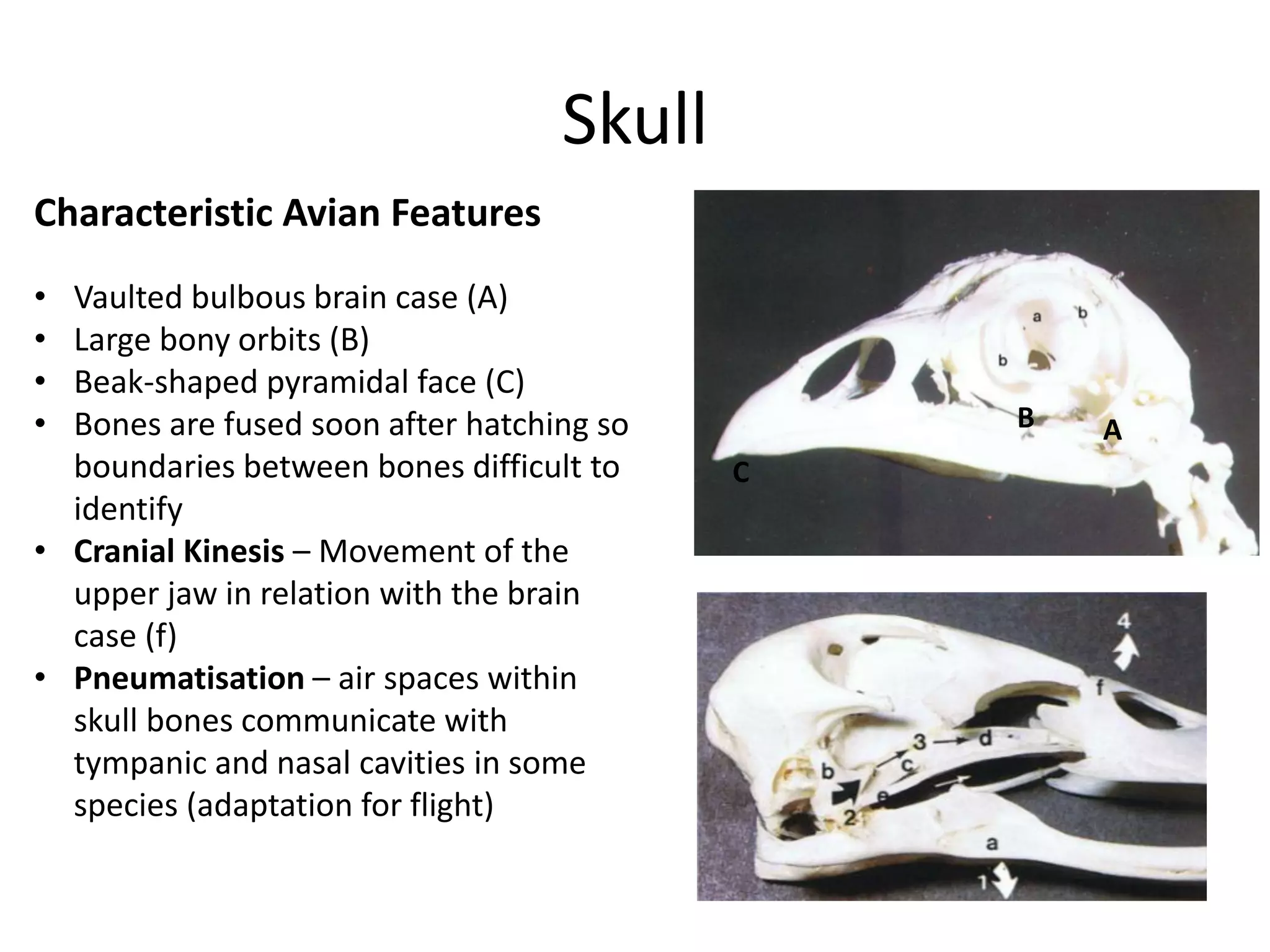 Avian Anatomy of Poultry skeleton | PDF