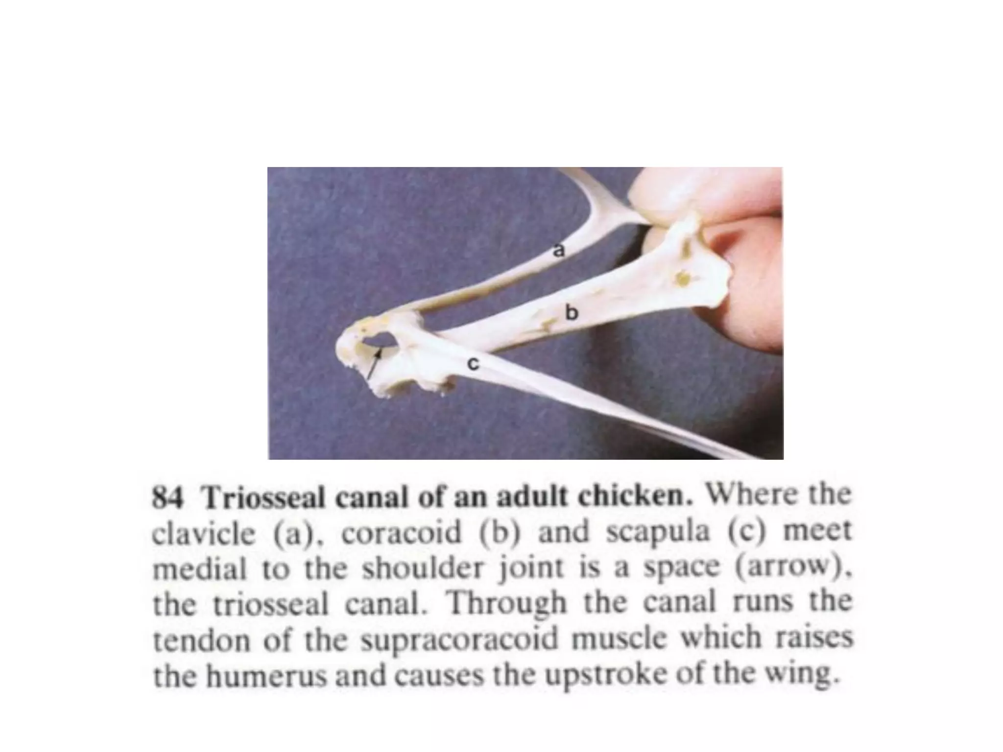 Avian Anatomy of Poultry skeleton | PDF