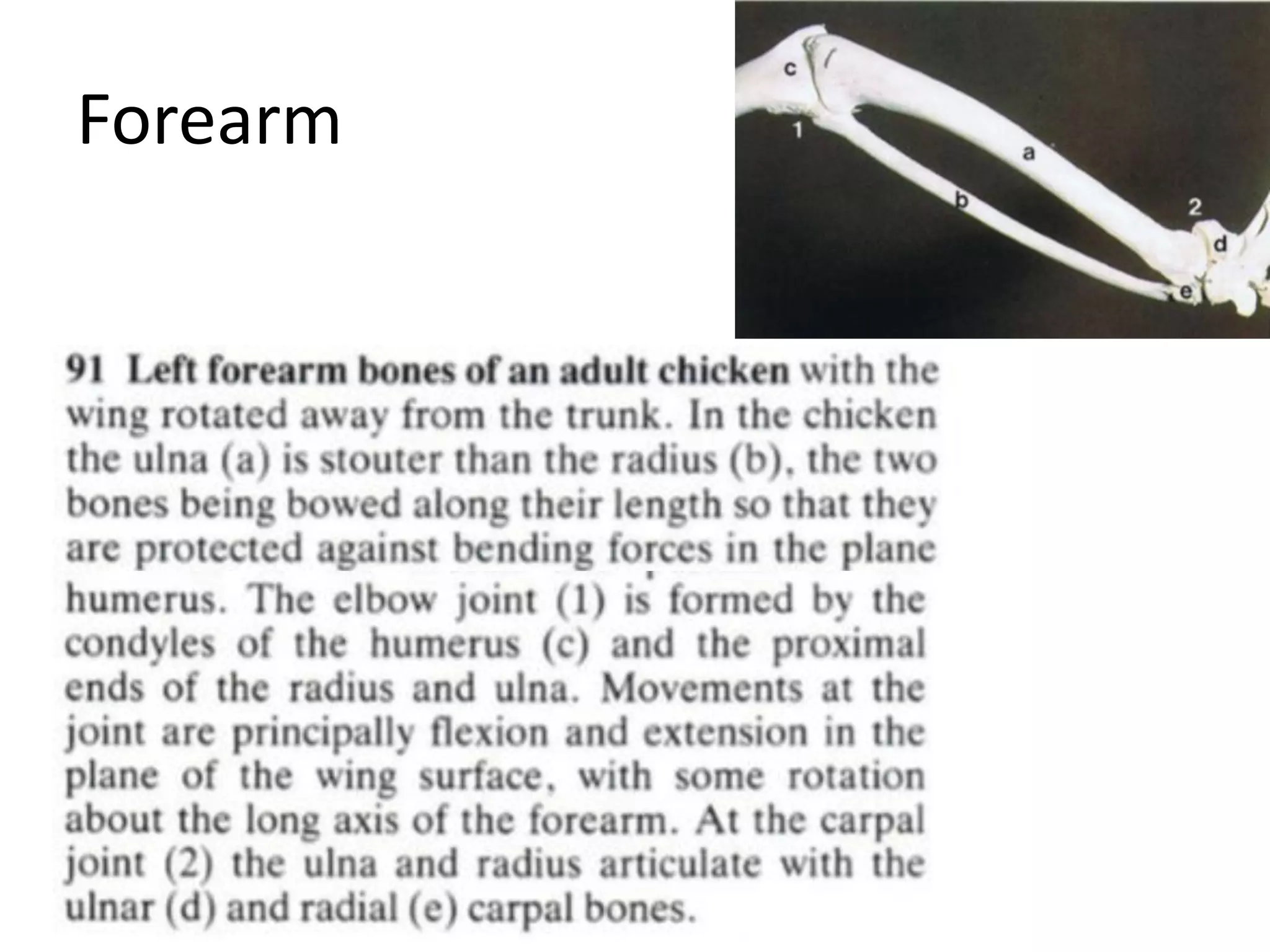 Avian Anatomy of Poultry skeleton | PDF
