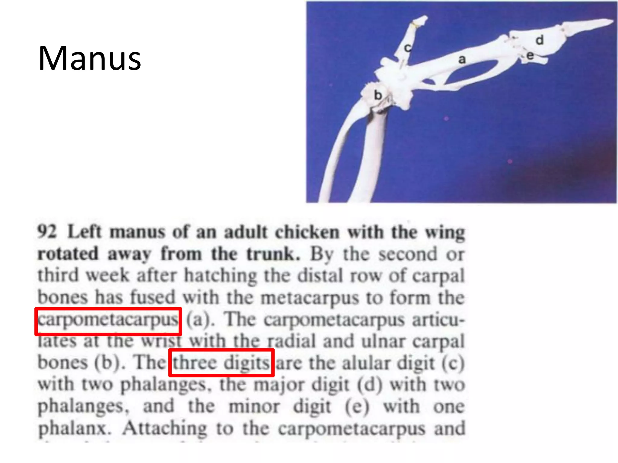 Avian Anatomy of Poultry skeleton | PDF