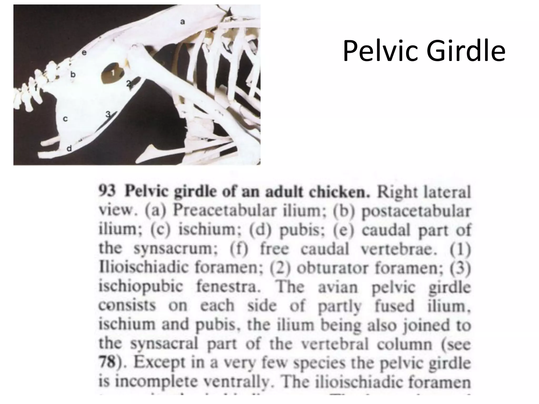 Avian Anatomy of Poultry skeleton | PDF
