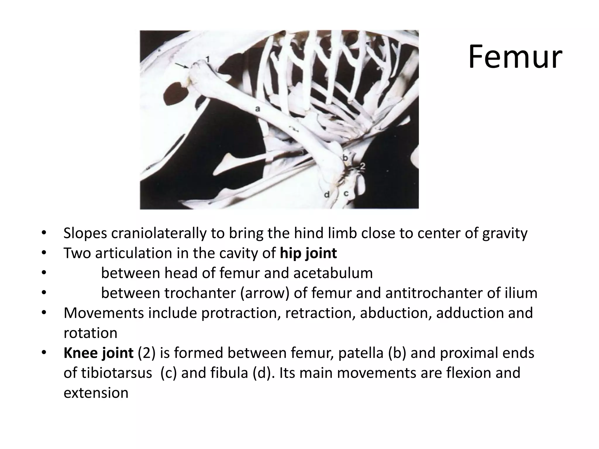 Avian Anatomy of Poultry skeleton | PDF