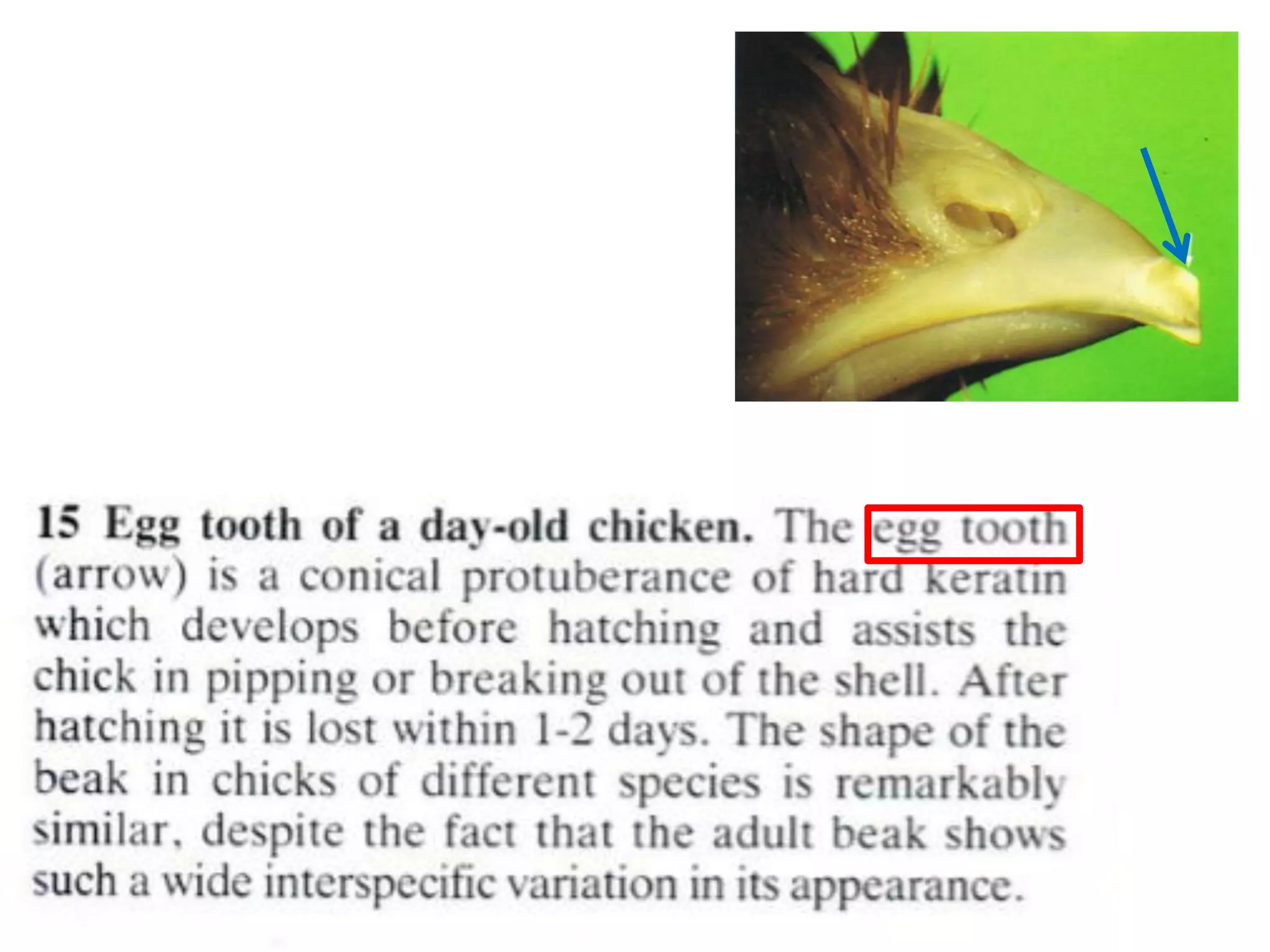 Avian Anatomy of Poultry skeleton | PDF