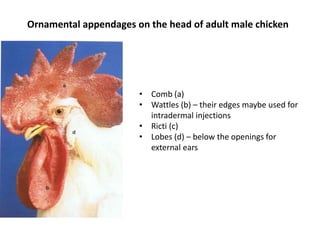 Avian Anatomy of Poultry skeleton | PDF