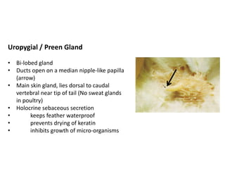 Avian Anatomy of Poultry skeleton | PDF